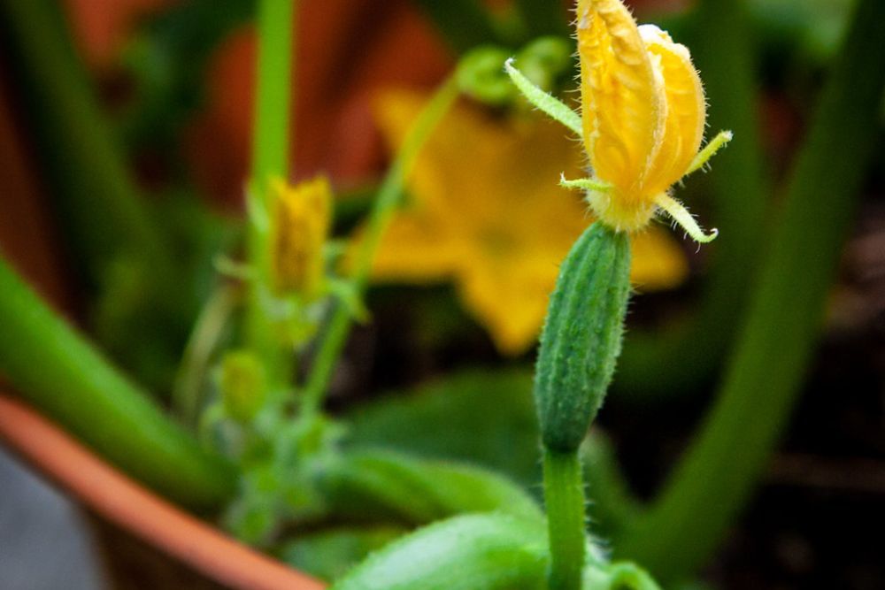 How to Fertilize Your Cucumber Plants