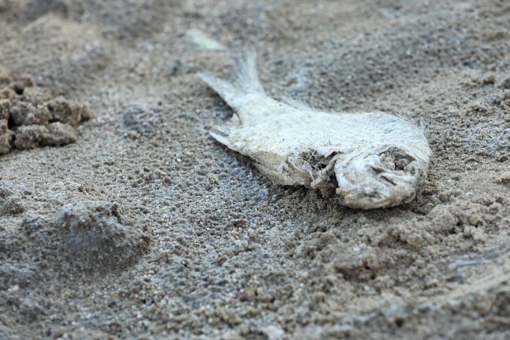 How to Fertilize Your Lawn