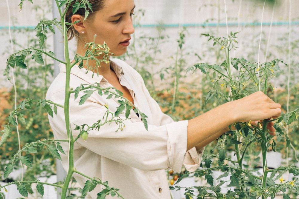 Should You Top Your Tomato Plants?