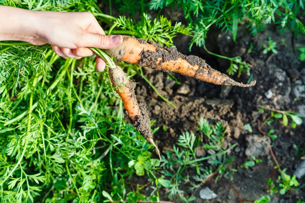How to Grow Carrots