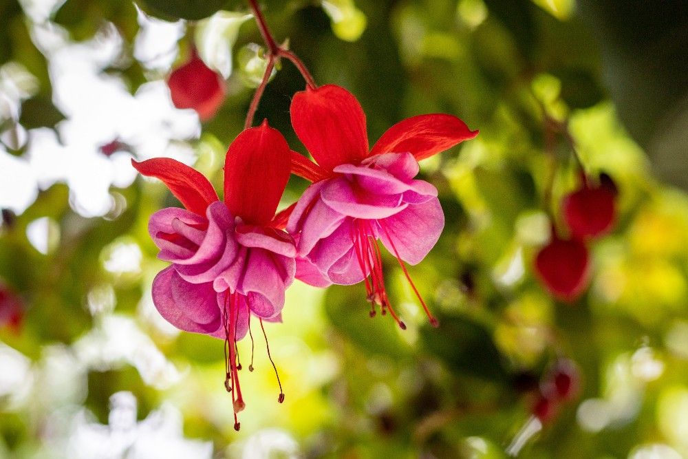 5 Easy-to-Grow Annuals For Shade