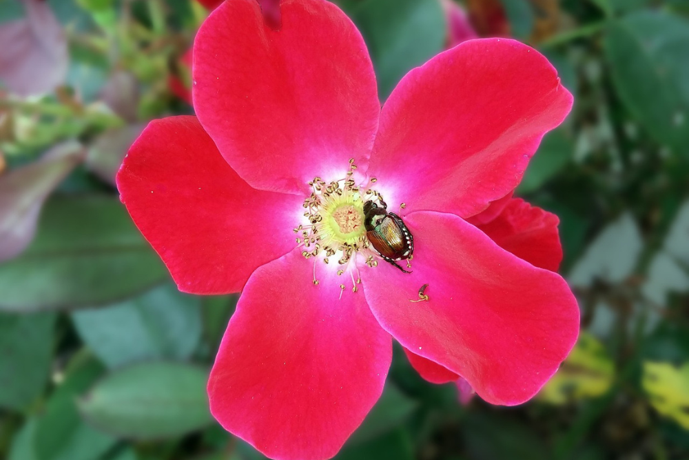 5 Benefits of Adding Knock Out Roses to Your Landscape