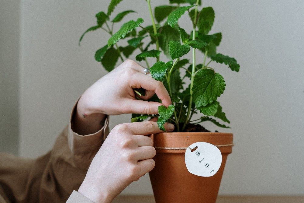 6 Tips for Growing Mint in Your Herb Garden