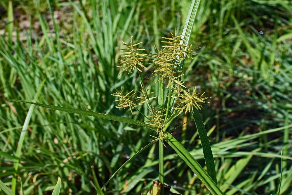 Control Measures to Rid Your Lawn of Weeds
