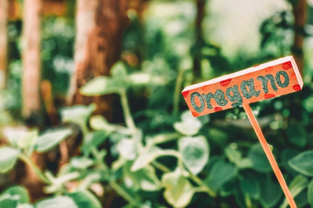 6 Tips for Growing Oregano in Pots