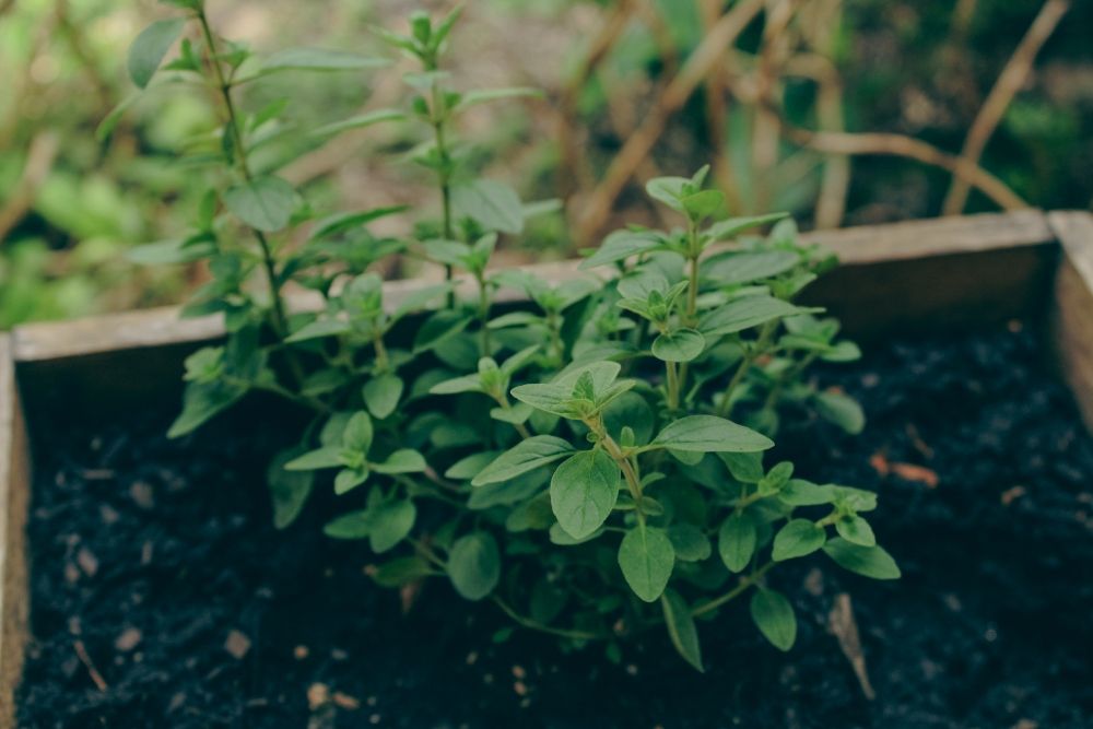 5 Cold-Hardy Herbs to Grow This Winter