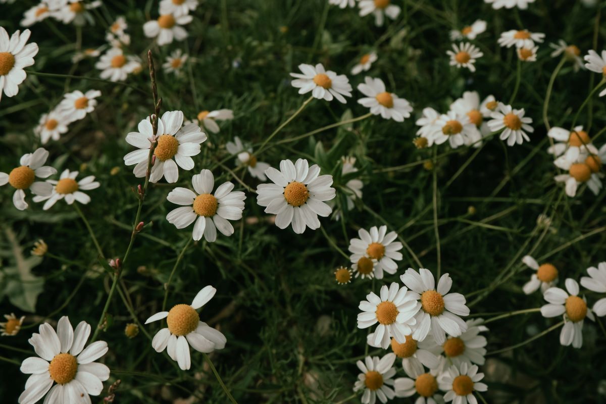5 Types of Daisies to Grow in Your Flower Garden