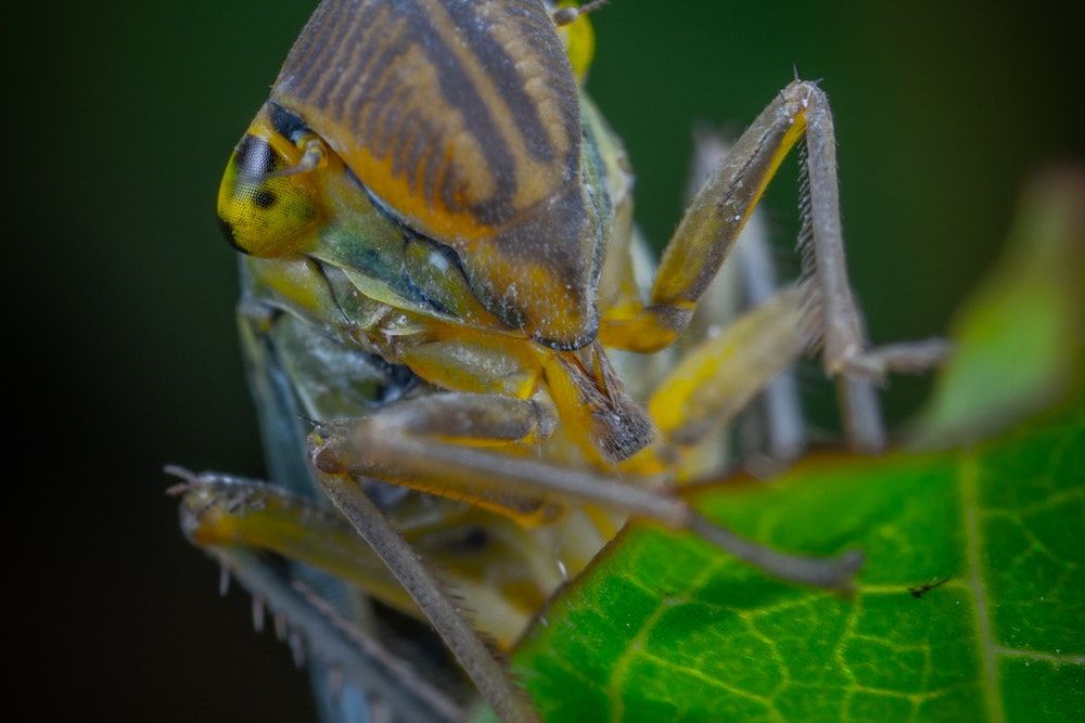 7 Tips for Growing Pinto Beans | Planting & Care Guide