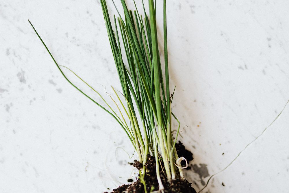 6 Tips on Growing Chives in Your Herb Garden