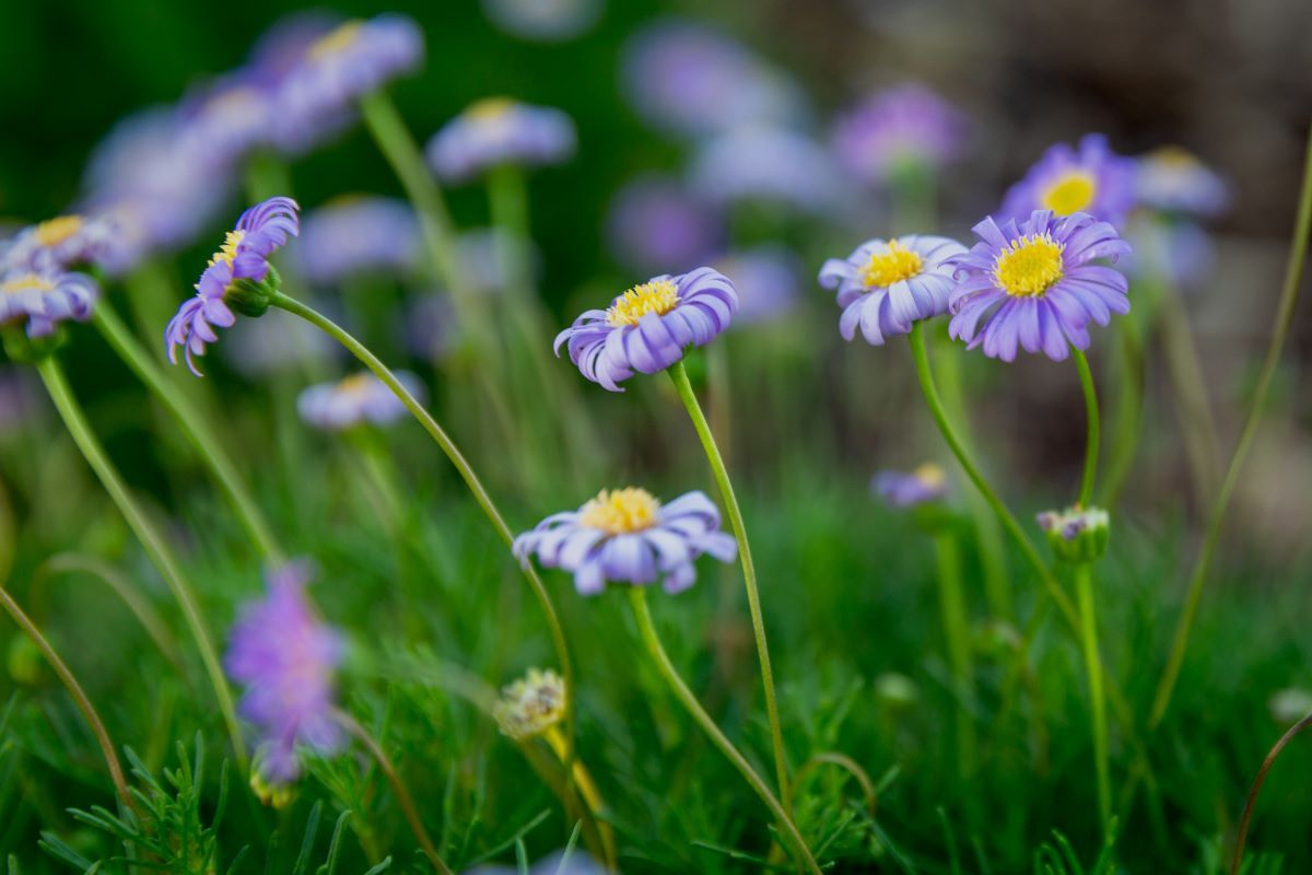5 Types of Daisies to Grow in Your Flower Garden