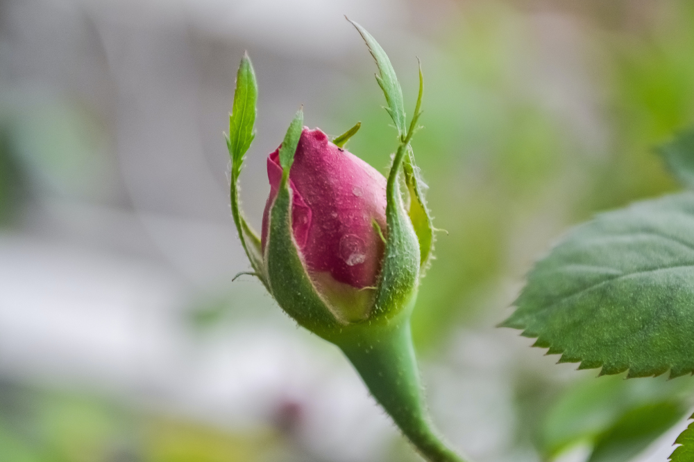 5 Benefits of Adding Knock Out Roses to Your Landscape