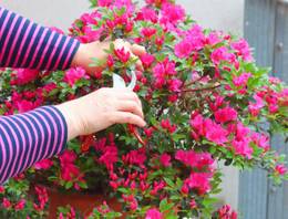 How To Prune Azaleas
