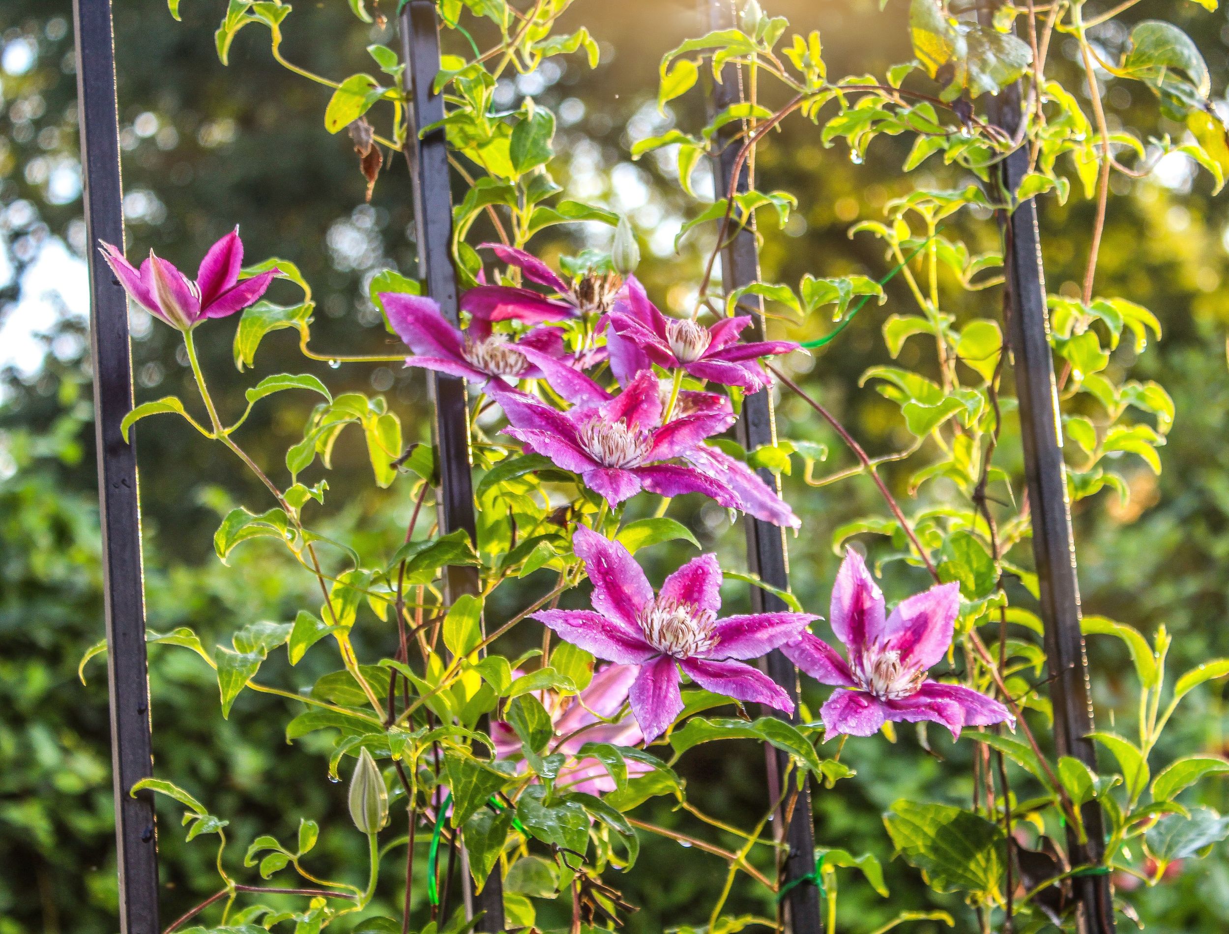 How to Train Clematis to Climb