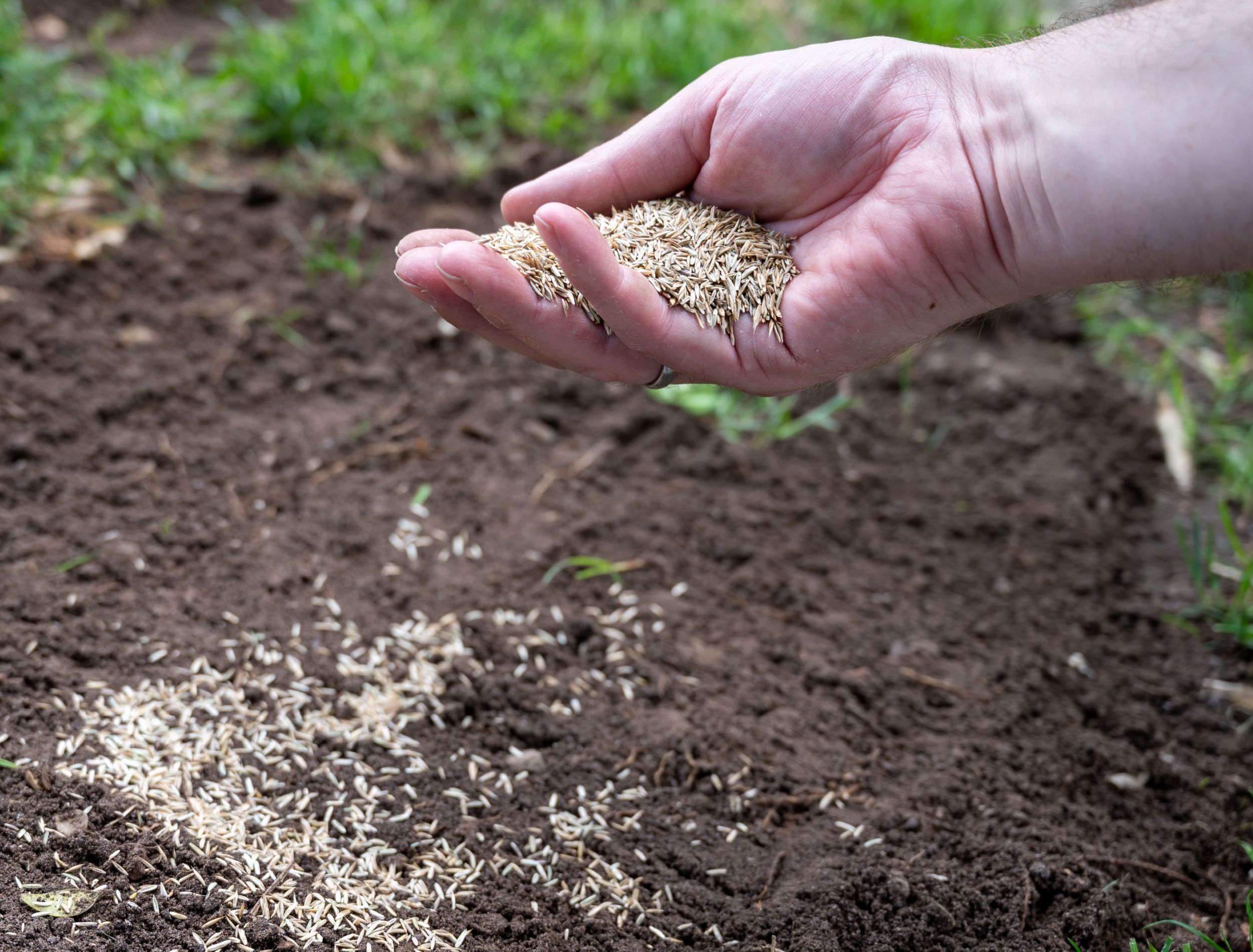 Transform Your Lawn with Potting Soil: Step-by-Step Seeding Guide ... Transform Your Lawn with Potting Soil: Step-by-Step Seeding Guide ...