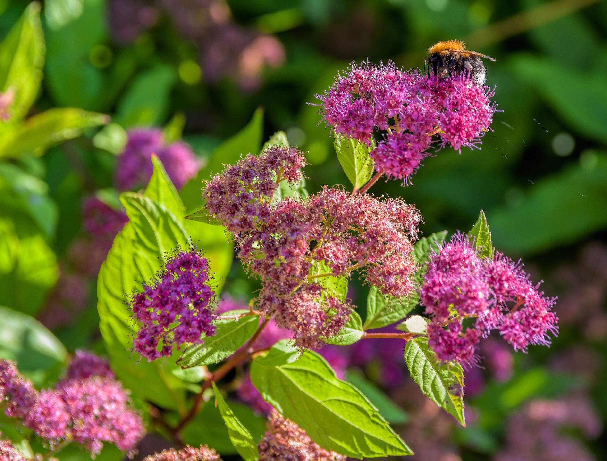 6 Easy-to-Grow Summer Flowering Shrubs