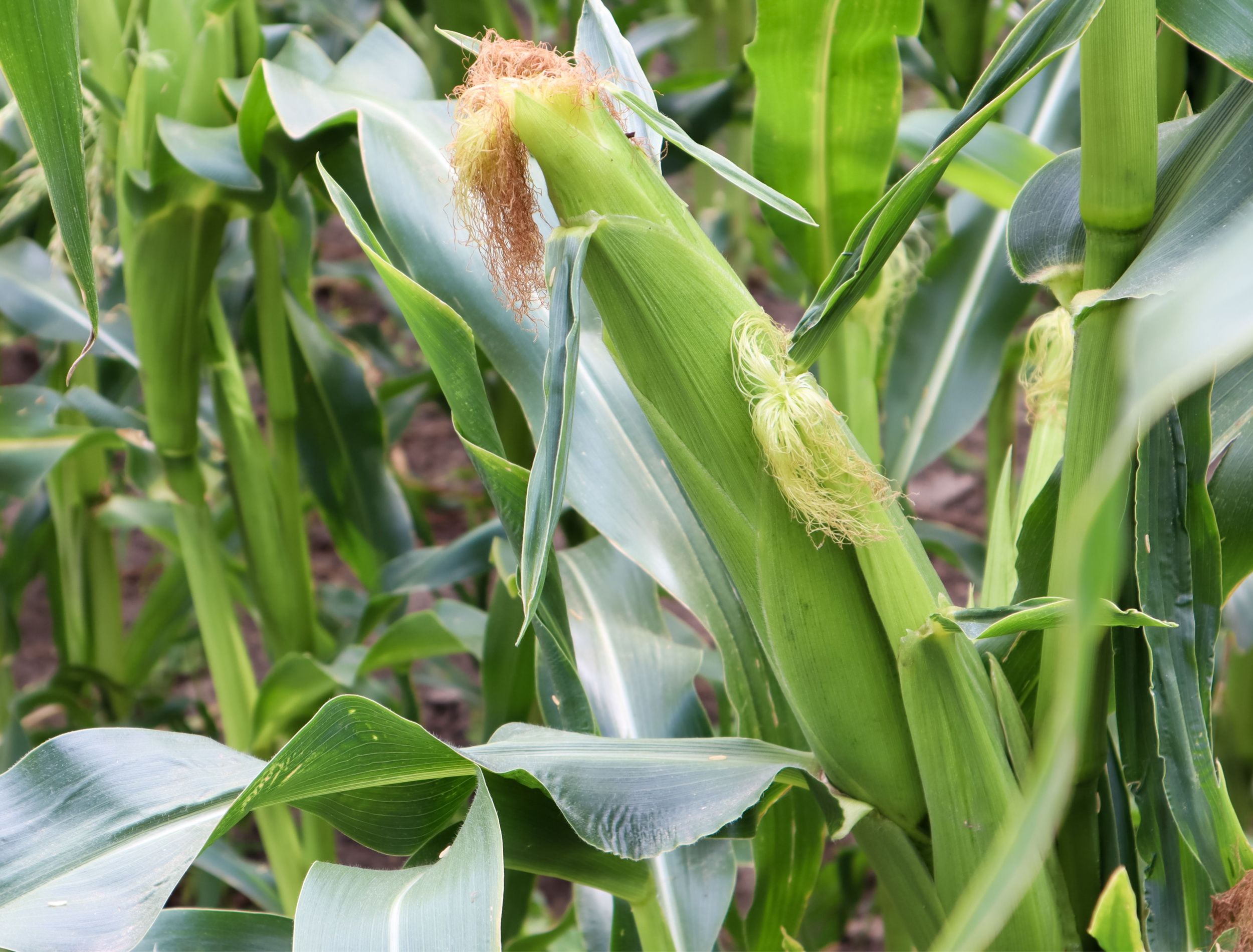 9 Plants to Plant in July