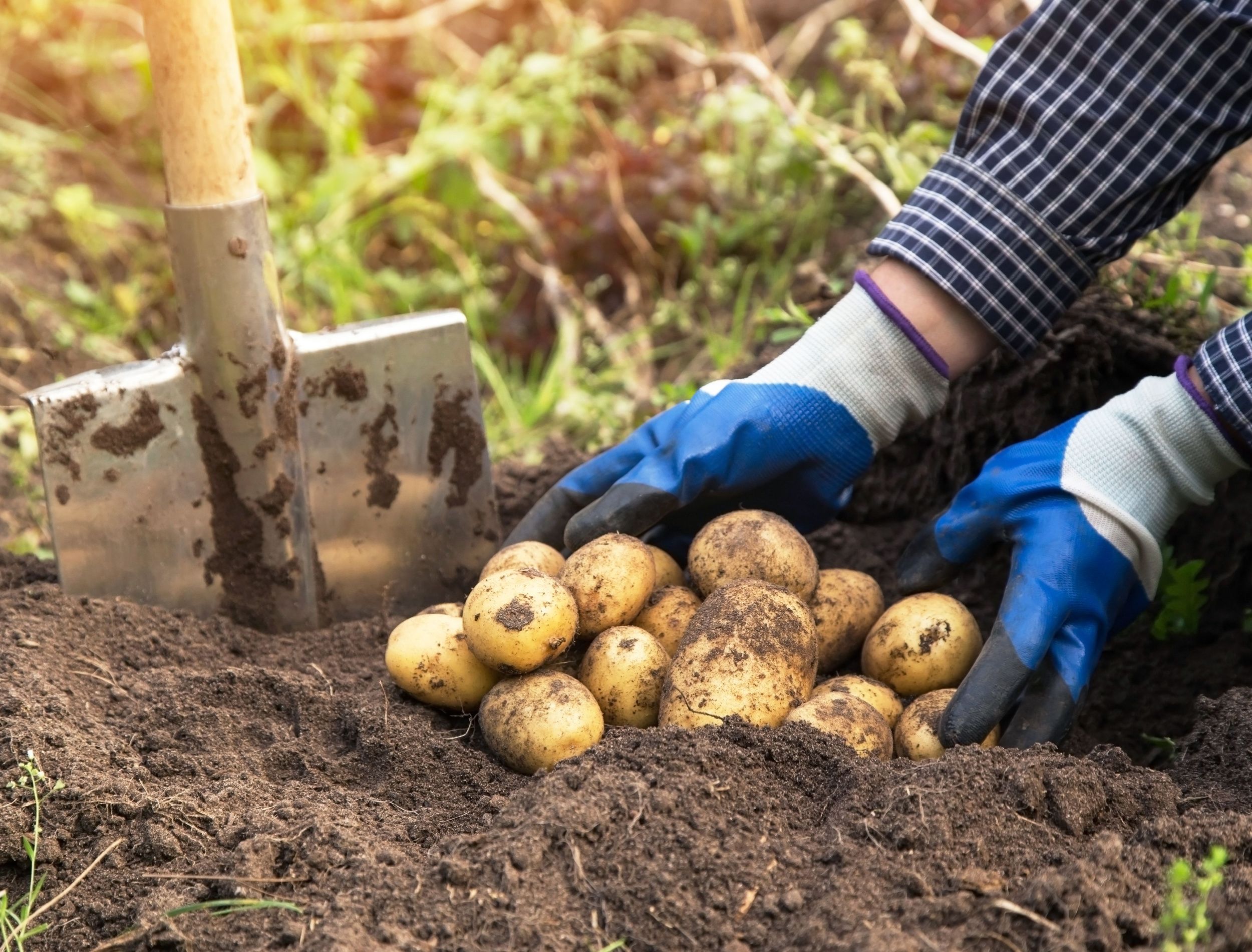Potato Garden Home Potato Varieties And Growing Guide For A Home