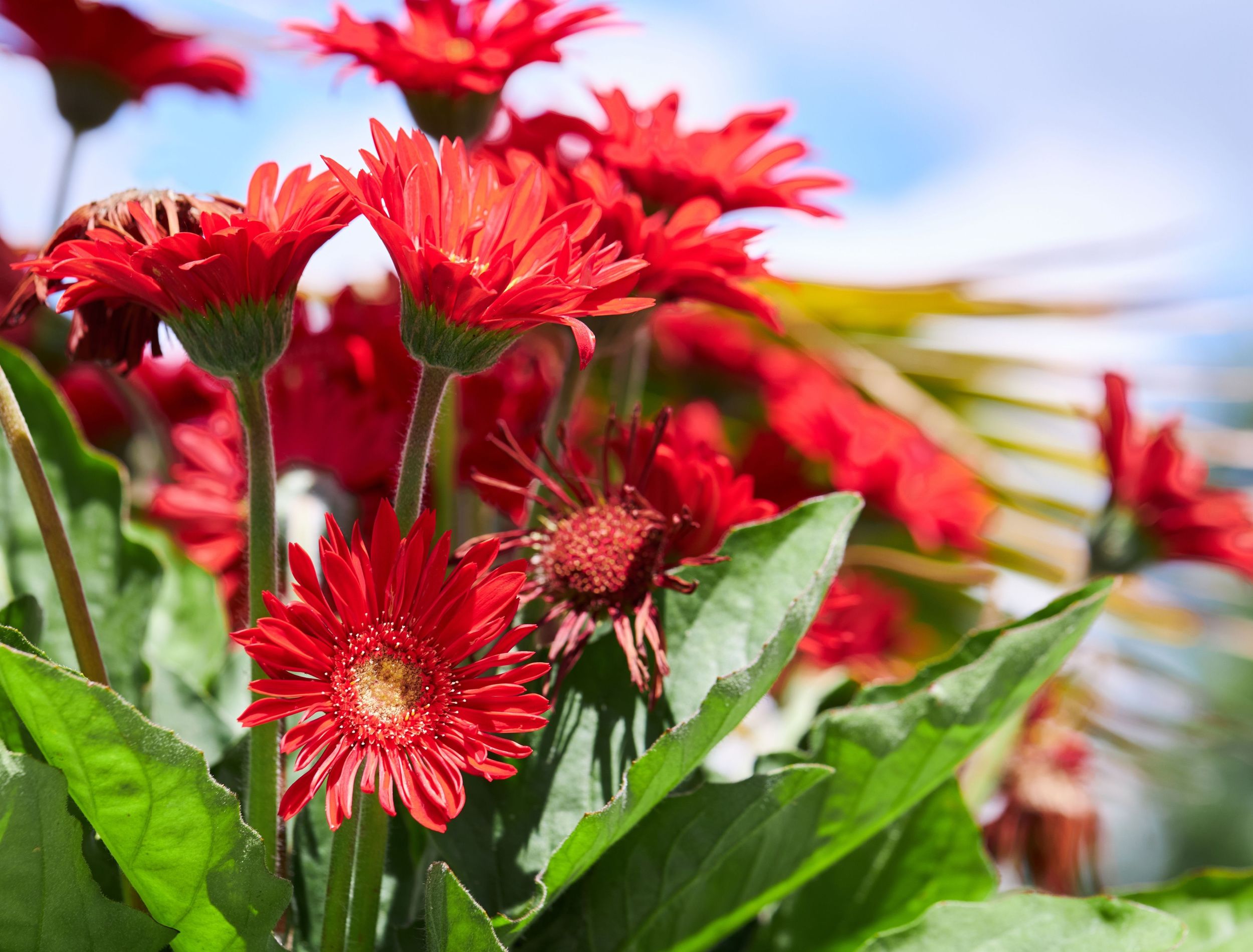 5 Types of Daisies to Grow in Your Flower Garden