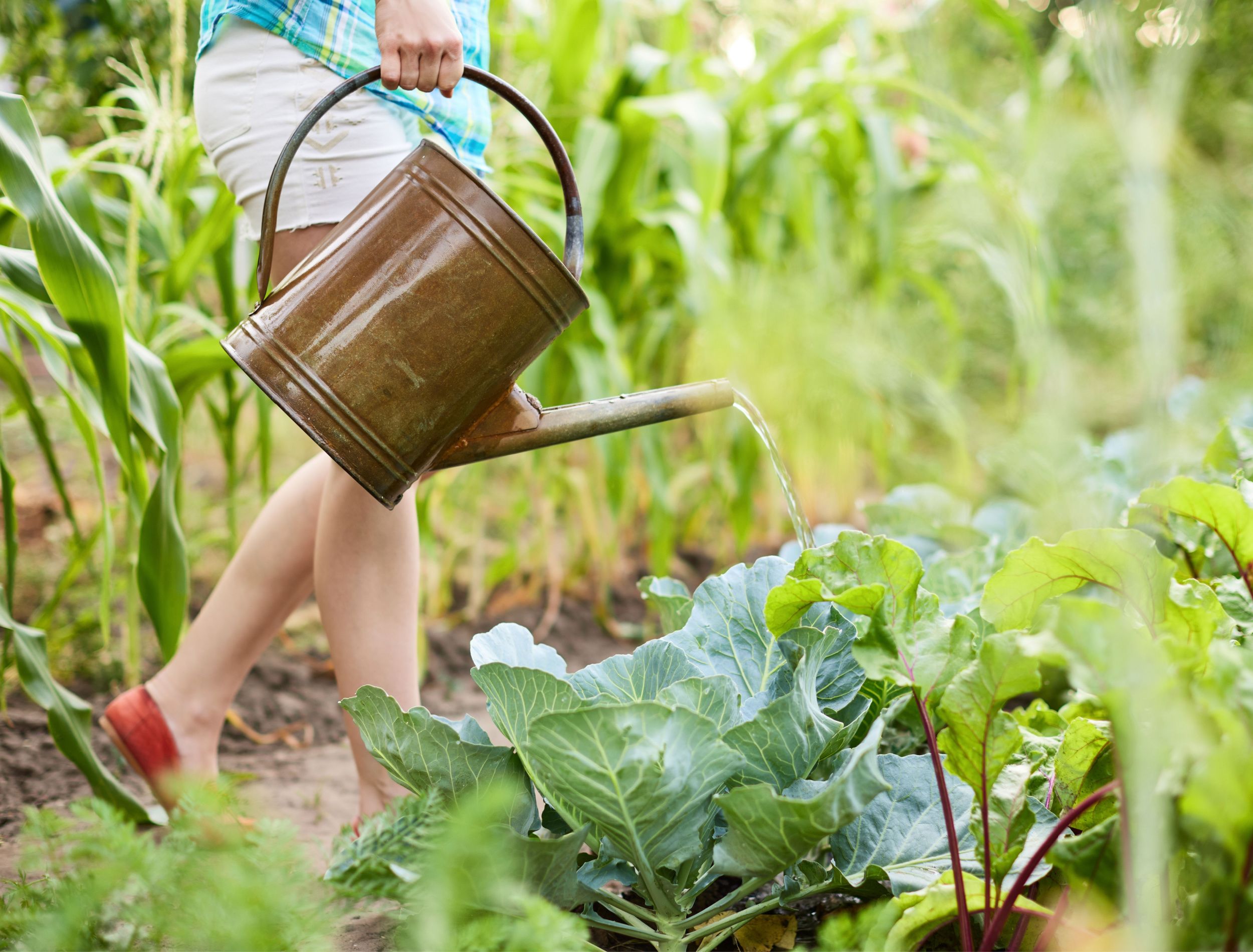 How to Water Your Vegetable Garden