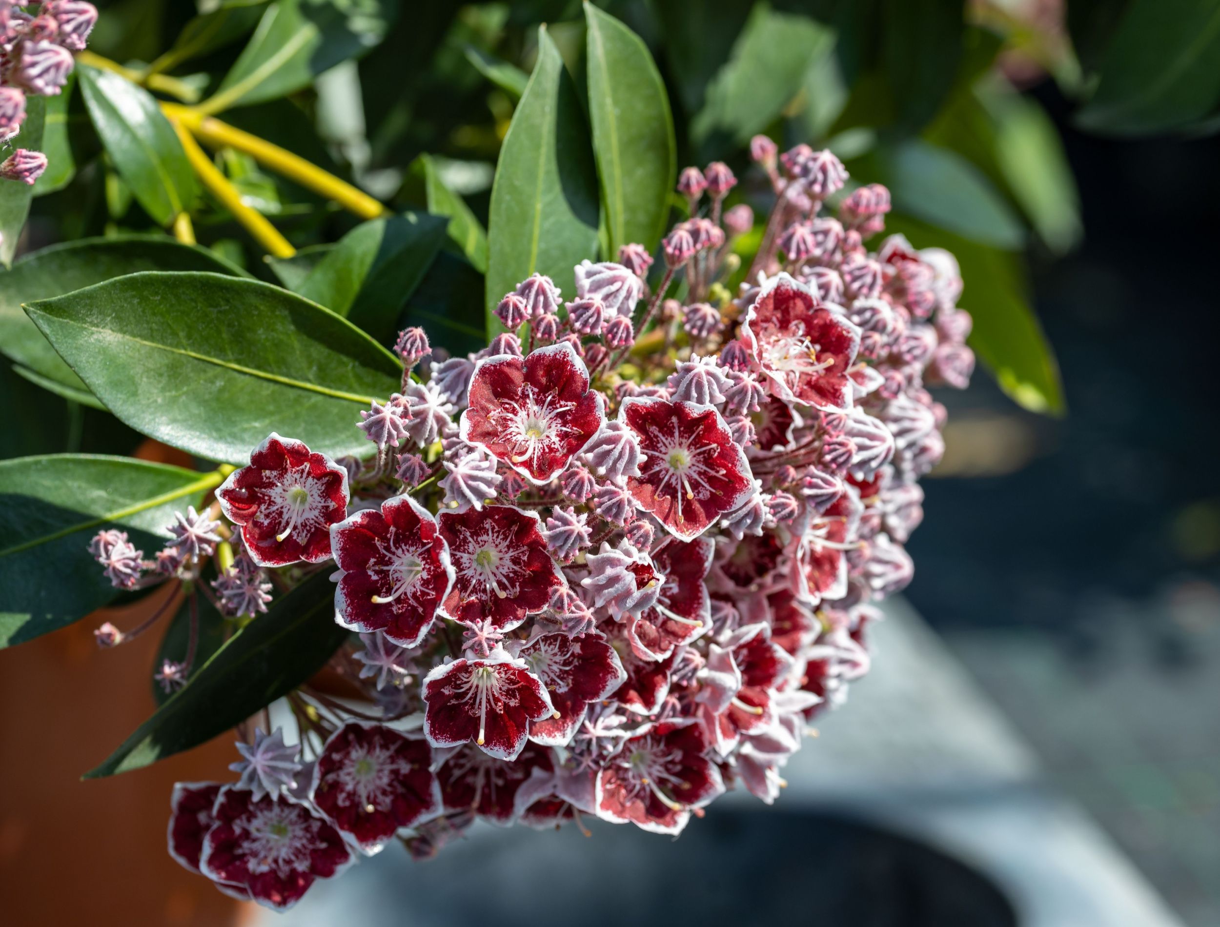 5 Best Shrubs to Grow in Pots