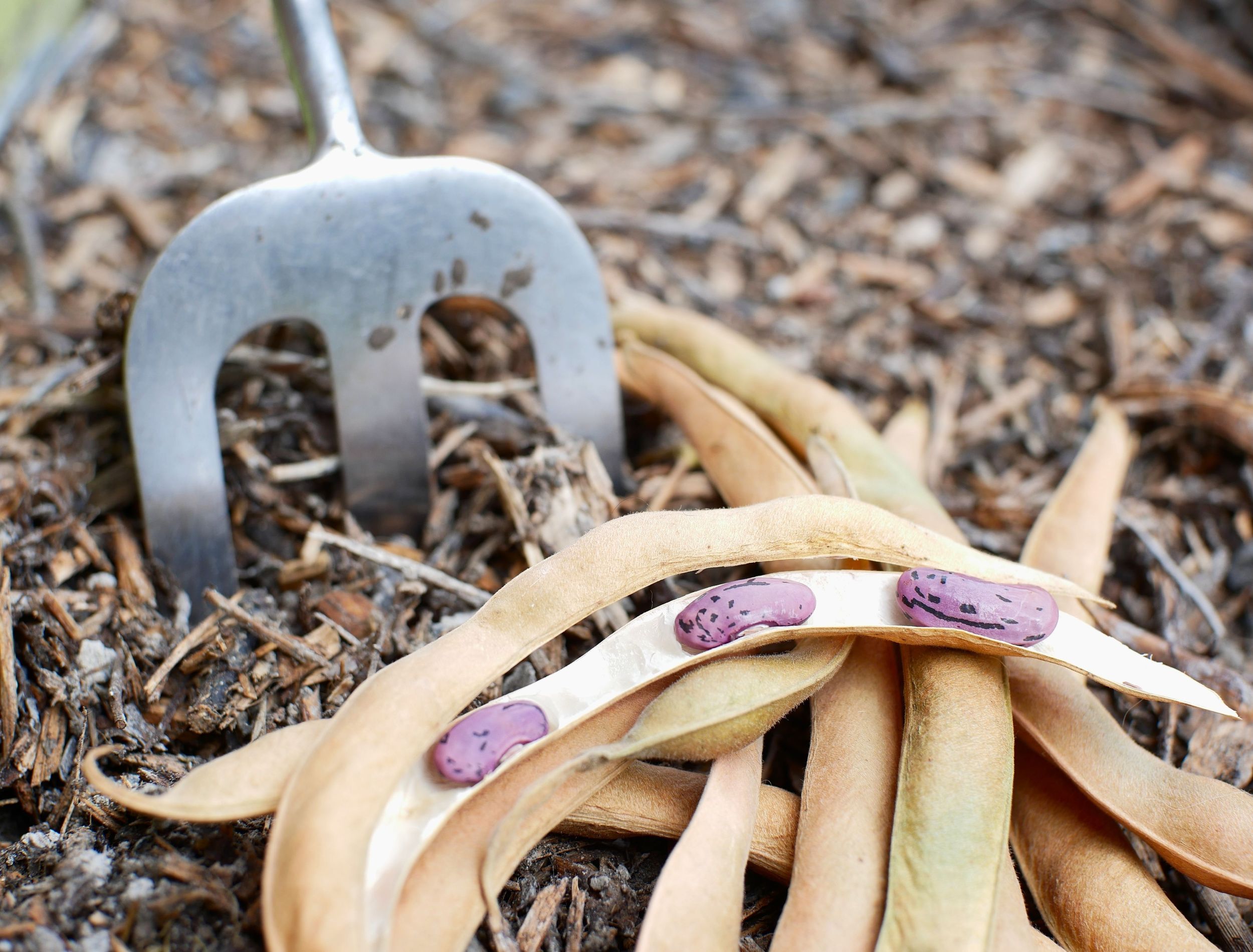 7 Tips for Growing Pinto Beans | Planting & Care Guide