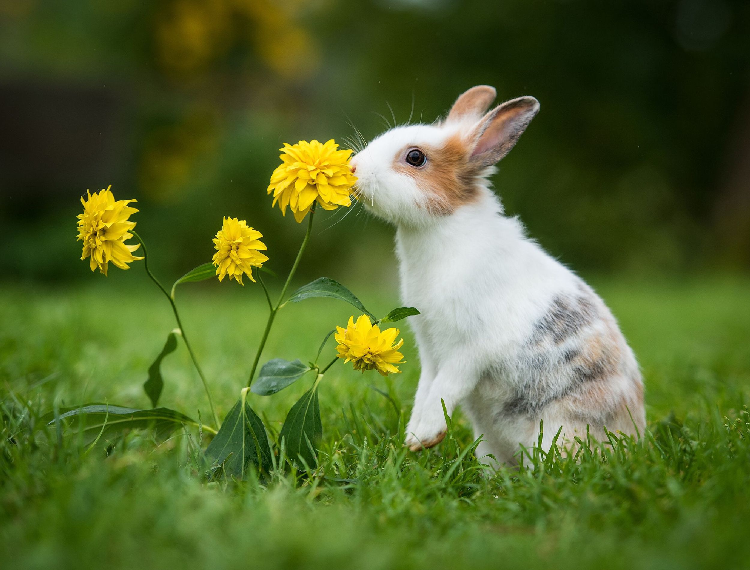 How to Use Vinegar to Repel Rabbits From Your Garden