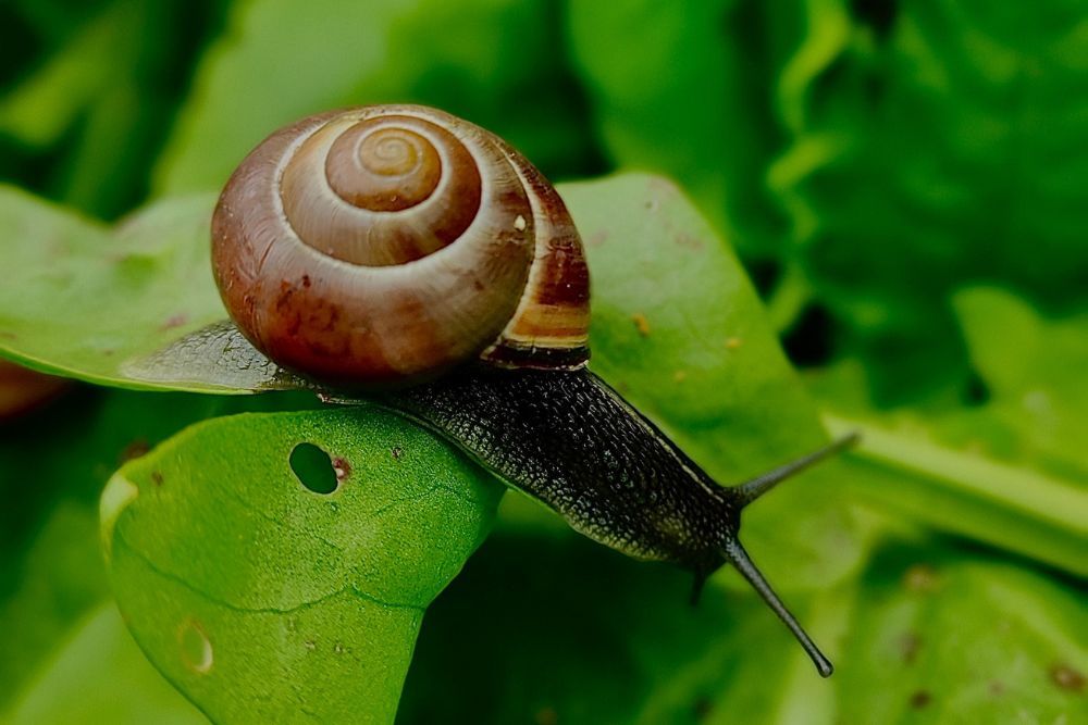 How to Use Coffee Grounds to Repel Slugs and Snails From Your Garden