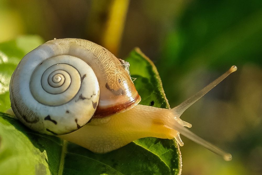 How to Use Coffee Grounds to Repel Slugs and Snails From Your Garden