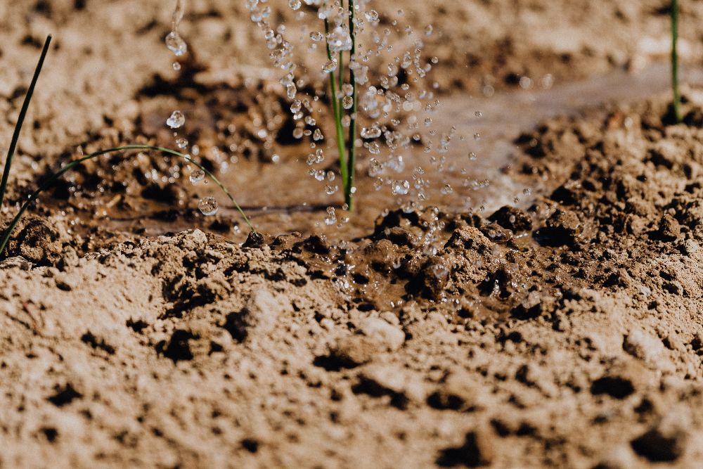 Why Your Lawn is Turning Yellow
