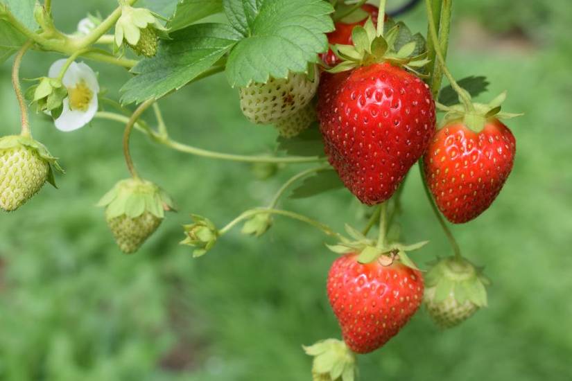 5 Best Fertilizers for Strawberries