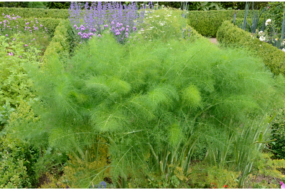 7 Tips For Growing Dill in Pots