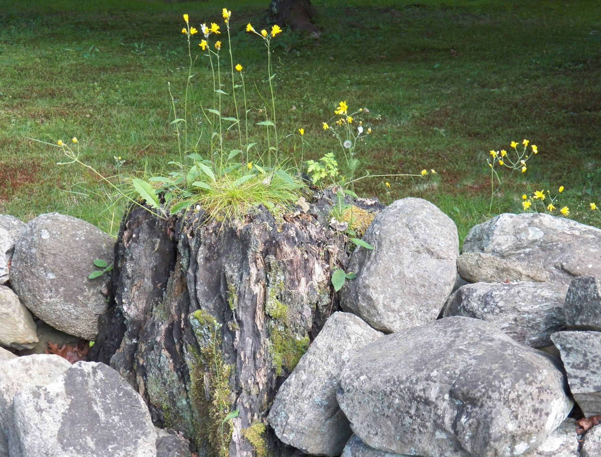 Polishing Your Landscaping Rocks: A Guide to Clean Rocks