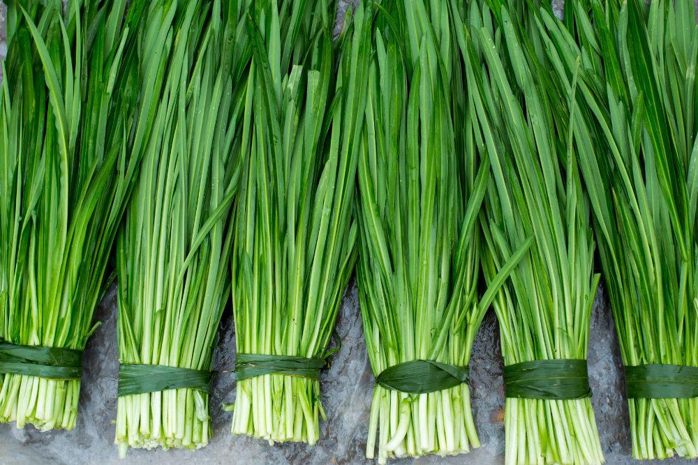 How to Grow Chives in Pots