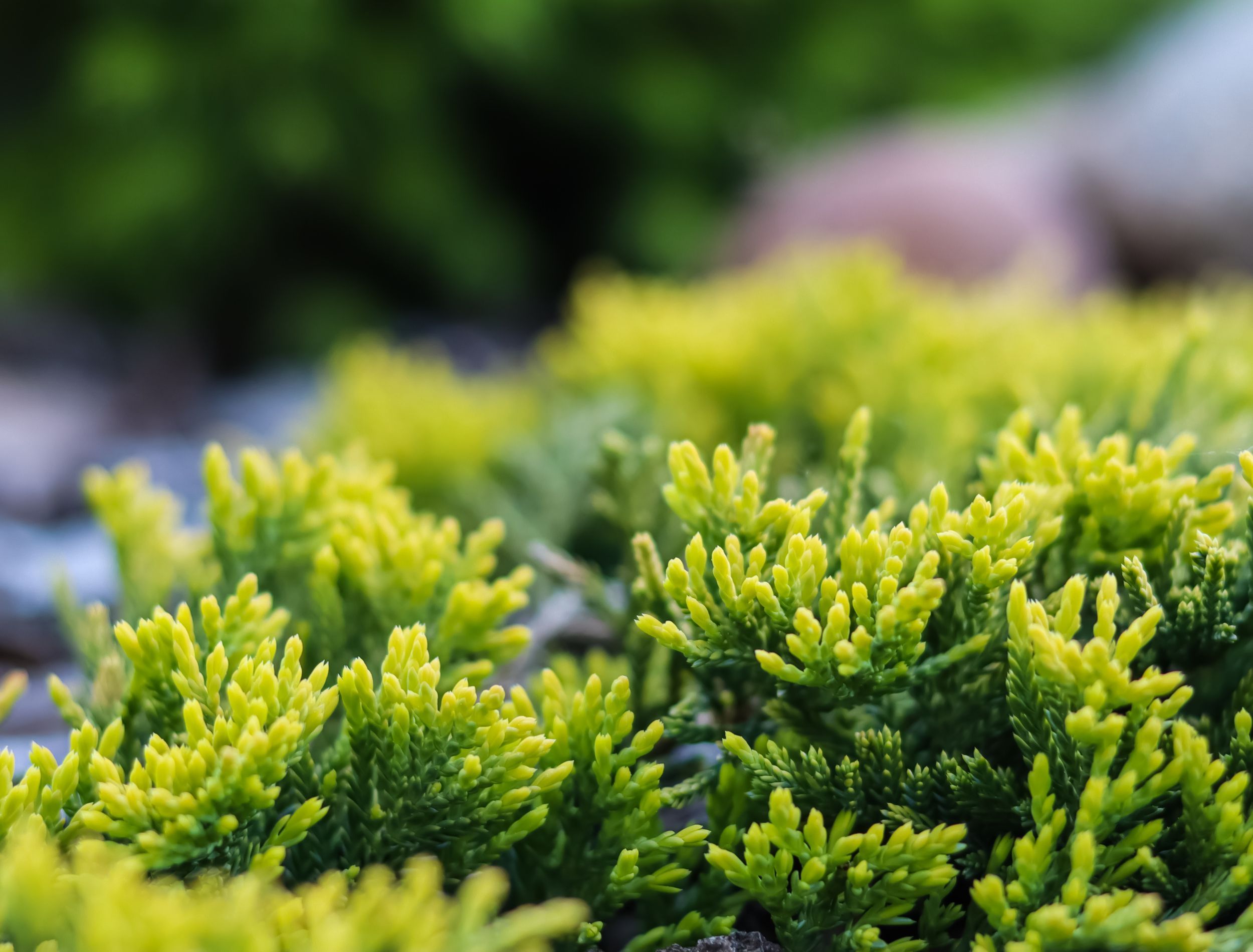 6 Ground Covers for Full Sun