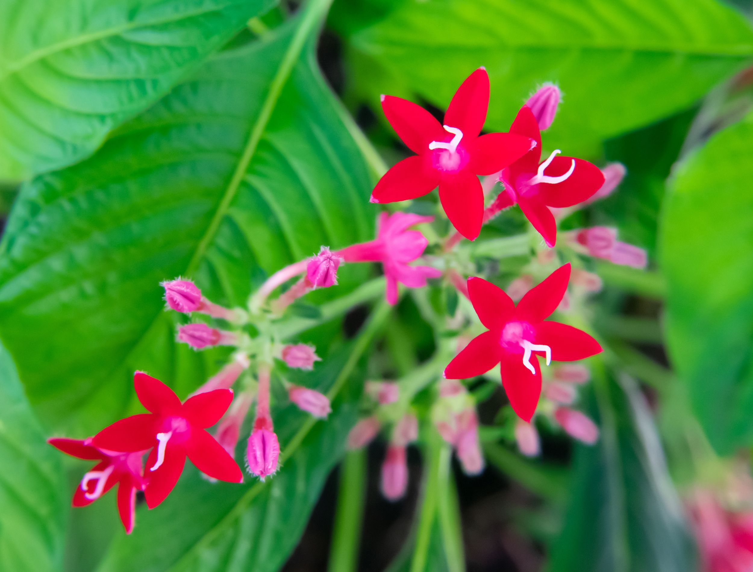 5 Heat-Tolerant Plants That Thrive in Your Summer Garden