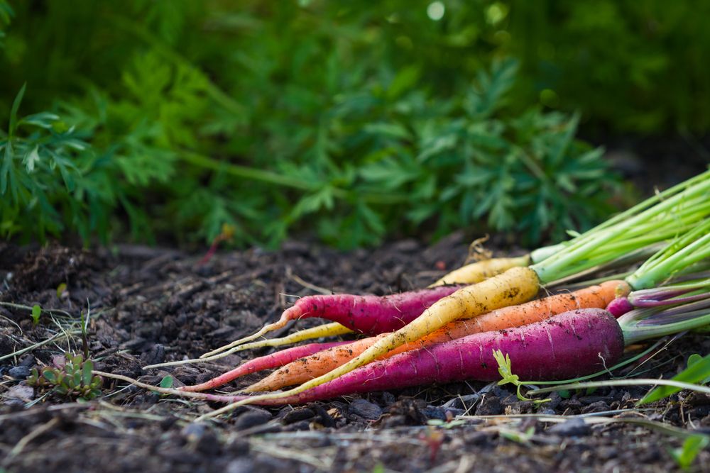 How to Grow Carrots