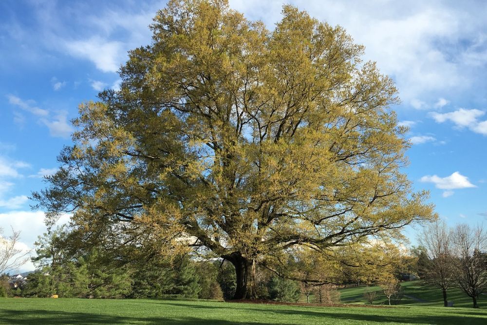 8 Plants You Shouldn't Grow Next to Your House