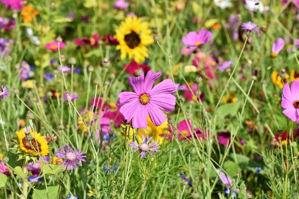Why You Should Replace Your Lawn With Wildflowers