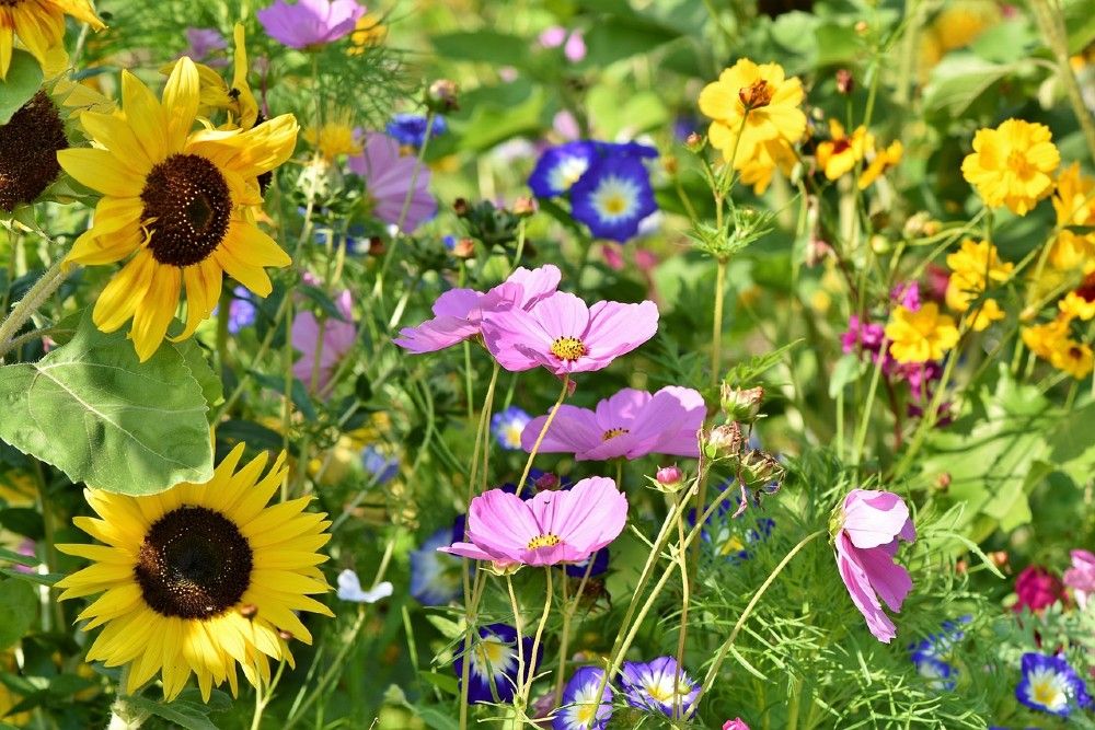 Why You Should Replace Your Lawn With Wildflowers
