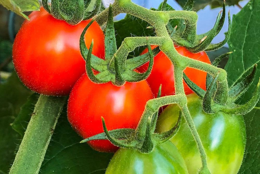 7 Tips for Harvesting Tomatoes