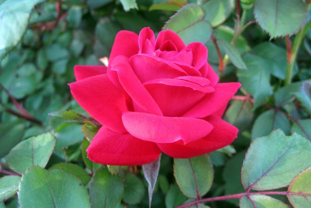 7 Tips for Growing Knock Out Roses