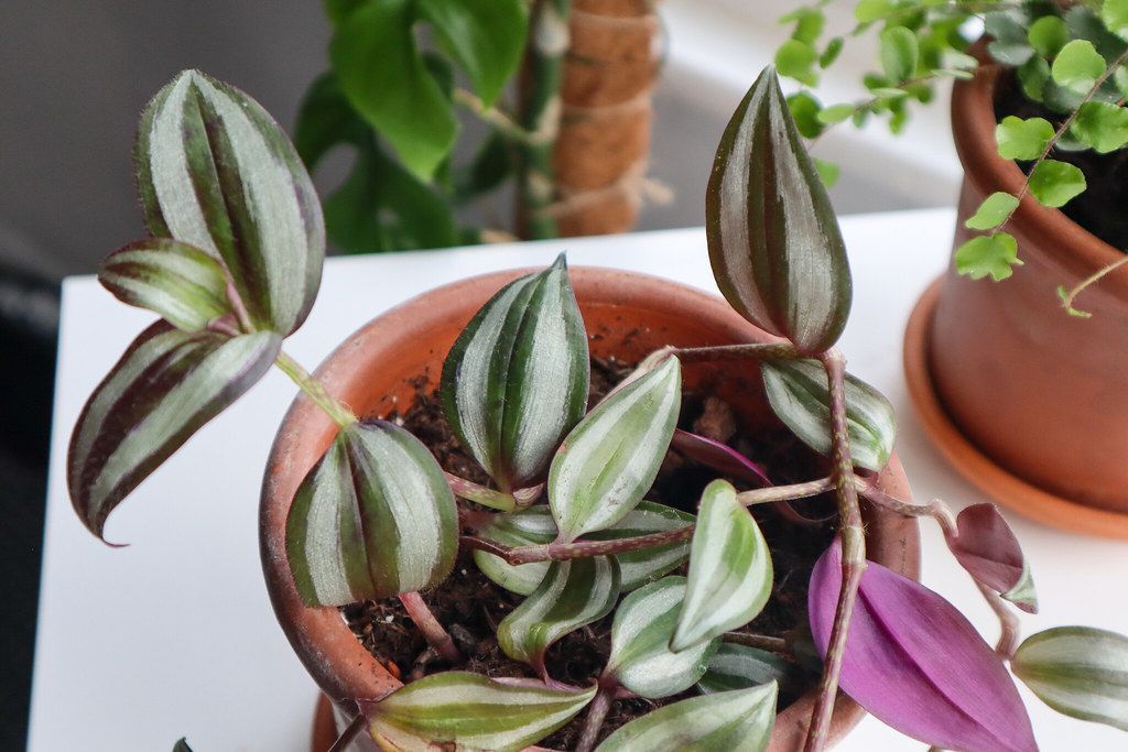 6 Best Spiller Plants For Your Container Garden