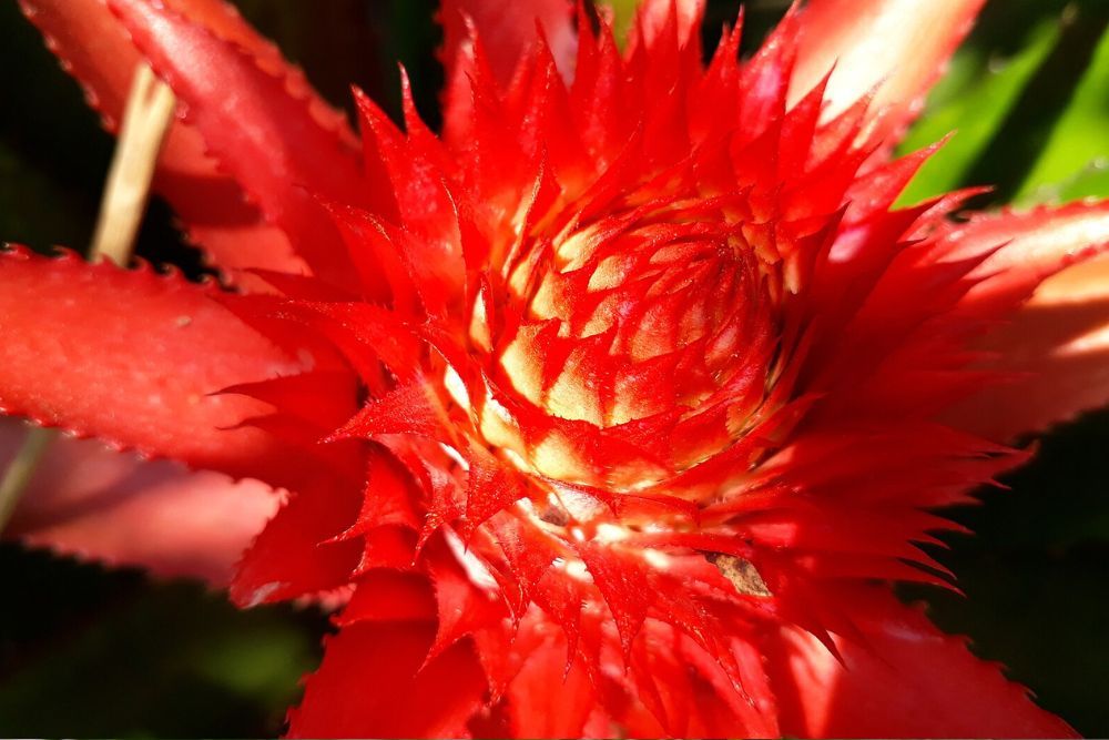 7 Stunning Flowers For a Tropical Garden