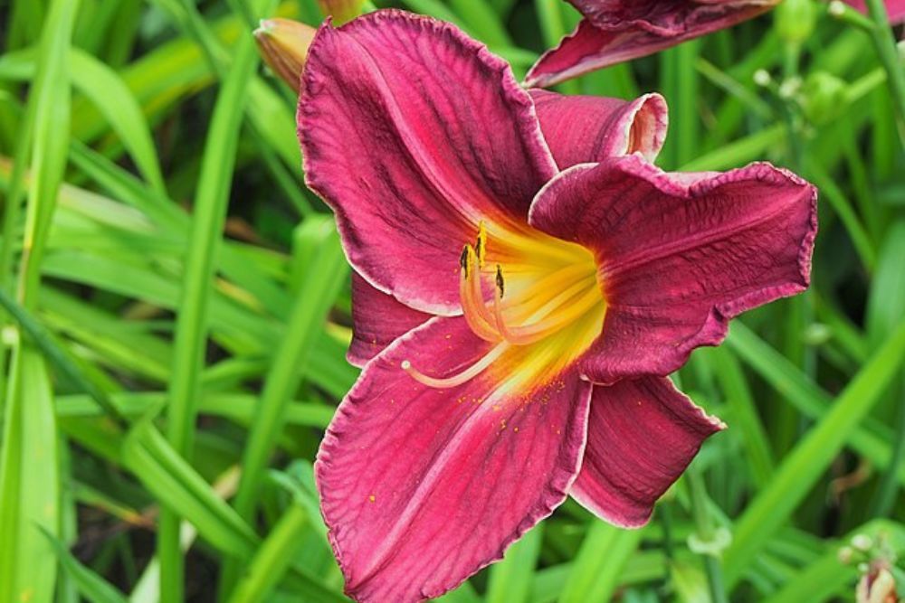 7 Stunning Flowers For a Tropical Garden