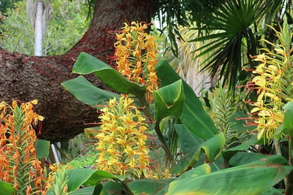 7 Stunning Flowers For a Tropical Garden