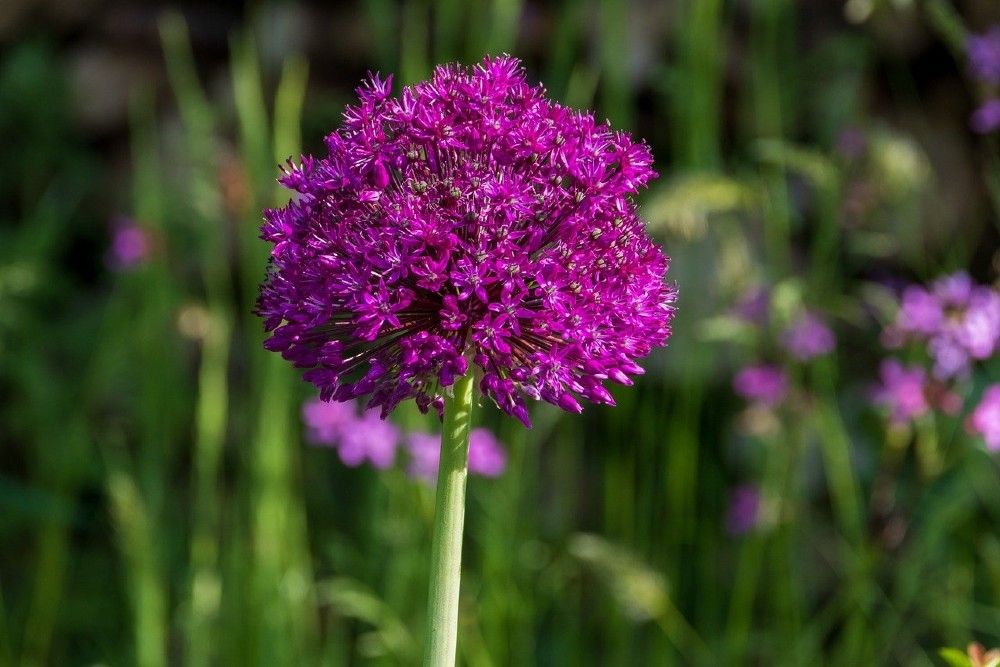 7 Best Companion Plants for Roses