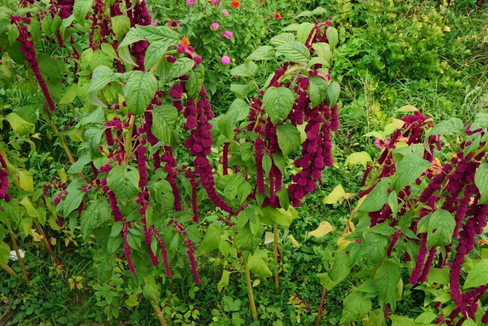 5 Flower Seeds You Can Sow in Summer