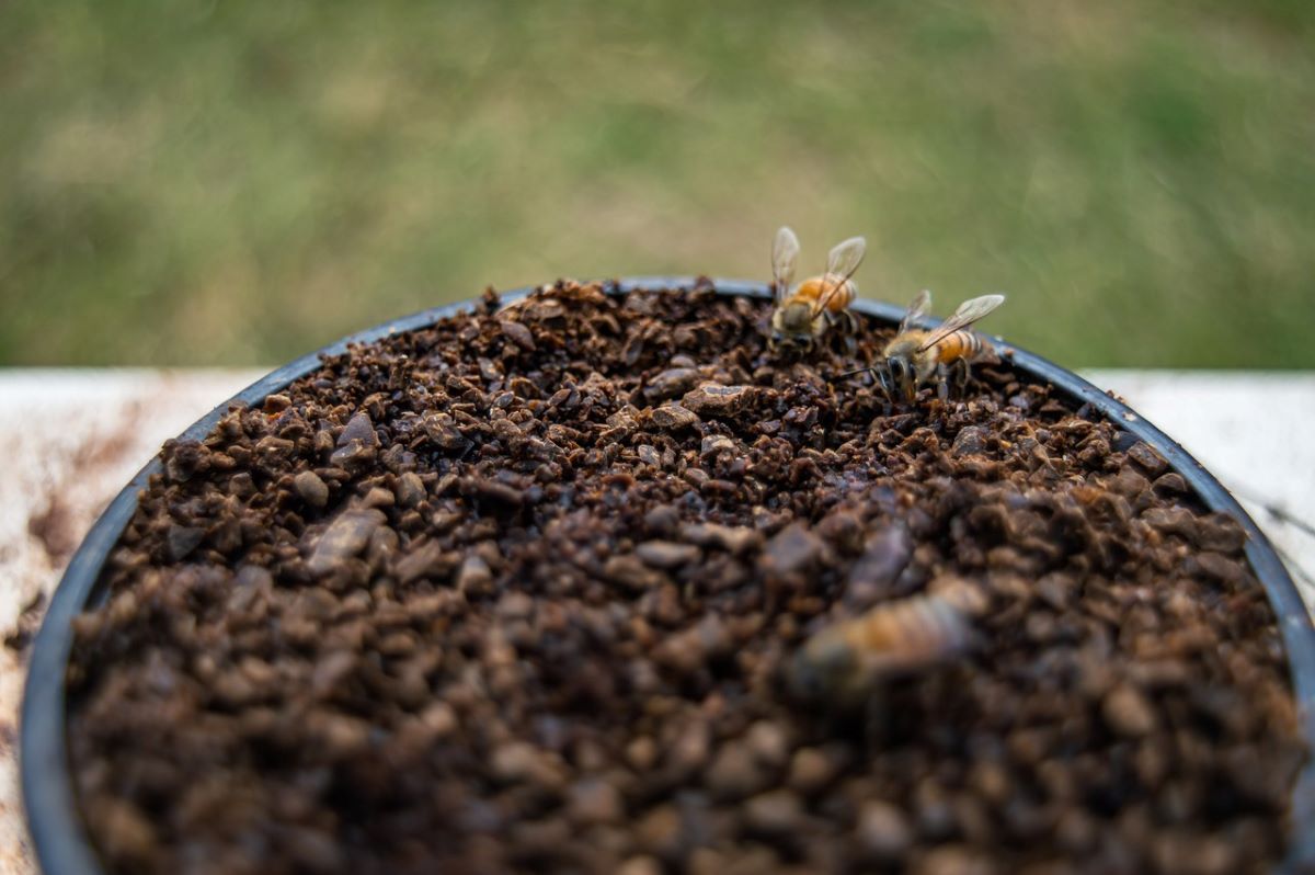 5 Best Fertilizers for Your Lettuce
