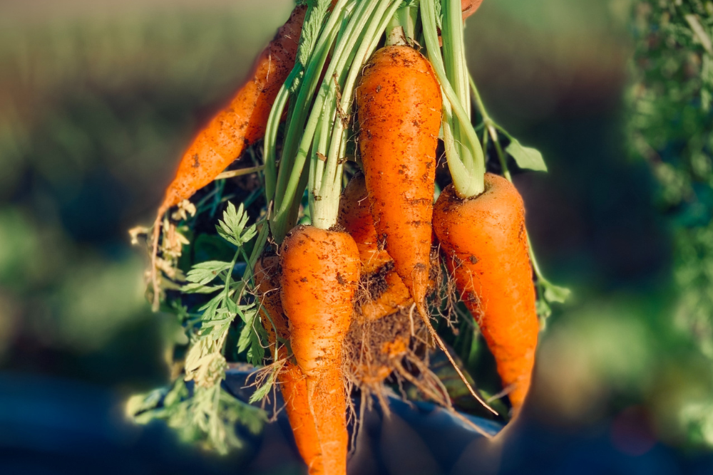 7 Vegetable Seeds to Direct Sow in July