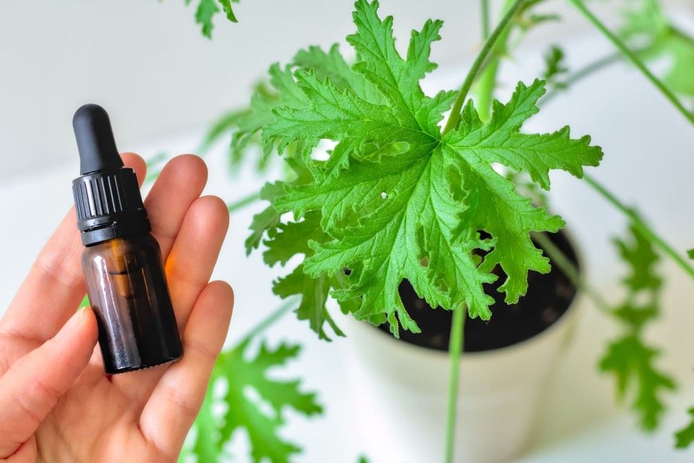 4 Benefits of Growing Citronella in Your Garden